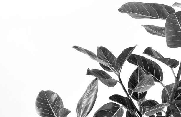 Elevate Customer Communications | Elixir Cloud Solutions